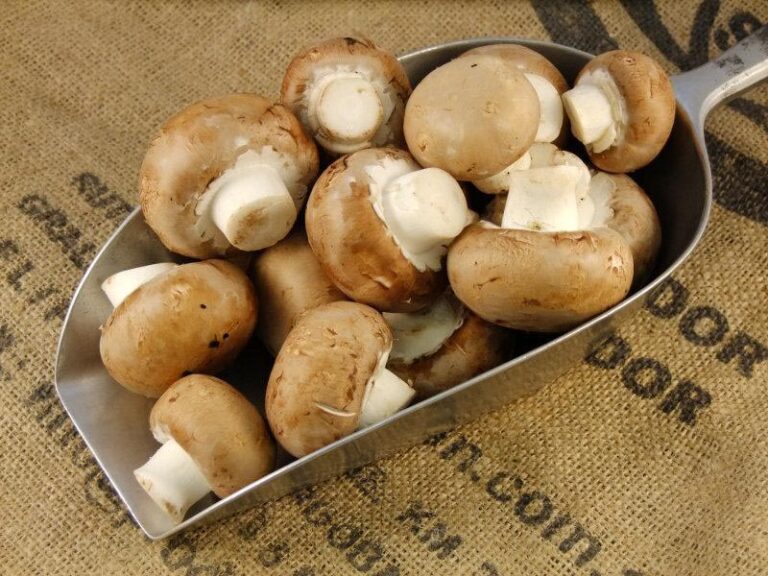 What are Cremini Mushrooms? All You Need to Know about this Great Mushroom